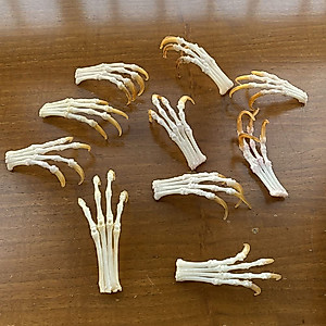 10pcs Real Skull Red Fox, Silver Fox, Cross Fox feet Articulated Bones Claws Paws Taxidermy &