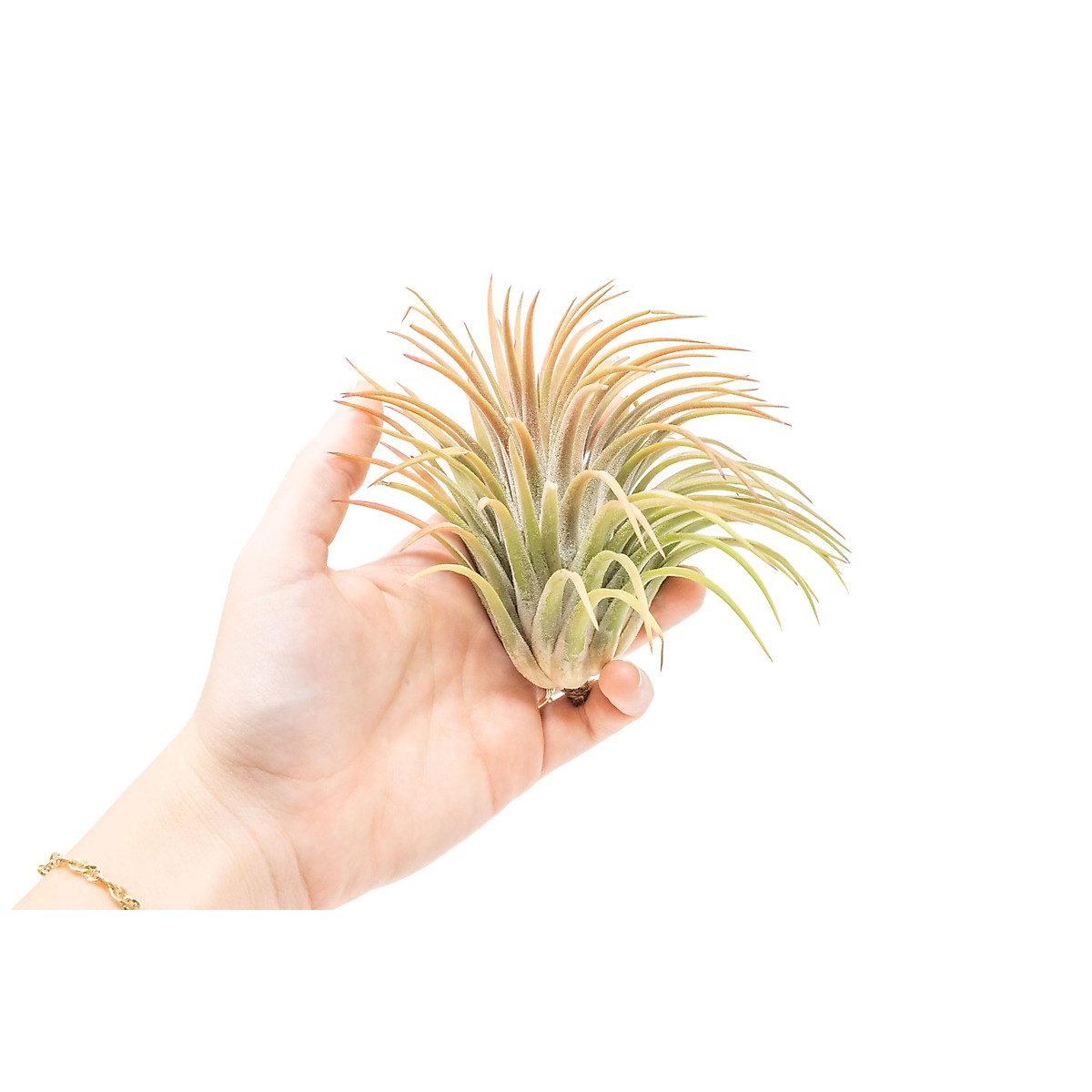 Air Plant Shop 10 Pack XL Tillandsia Ionantha Rubra- Wholesale and Bulk - Succulents - Live Tillandsia - Easy Care Indoor and Outdoor House Plants