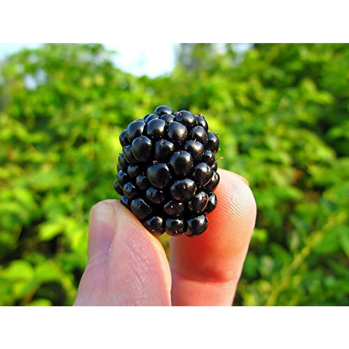 BlackBerry - Chester - THORNLESS - Non-GMO - Good Flavor, Large Berries - 2 Pack - Wrapped in Coco Coir - GreenEase by ENROOT