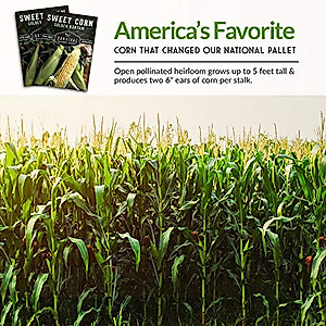 Golden Bantam Sweet Corn Seed for Planting - 1 Pack with Instructions for Growing - Grow Yellow Corn Outdoors in The Vegetable Garden - Untreated Non-GMO Heirloom Sweetcorn - Survival Garden Seeds