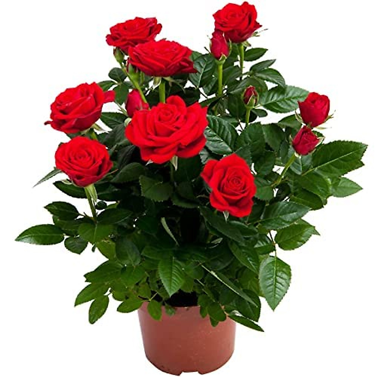 Rose "Carola Rose" Seedlings 2pcs ,Light Red Rose Bush,Rose Hedging,Living Tinged Rose Plant,Perennial Plant Root,Home Garden Yard Decor Blooms This Year,Easy Planting