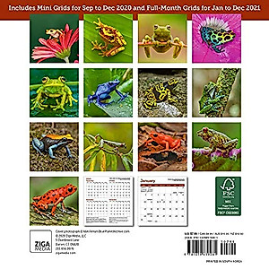 Frogs Mini Wall Calendar 2021, 7" x 7"