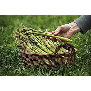 Seeds Asparagus White Giant Vegetable Garden Heirloom for Planting Non GMO