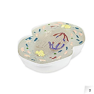 Vision Scientific VAA510 Animal Mitosis 3D Model | 9 Stage Mitosis Demonstration | Biology Classroom Cell Division Display | Detailed Open Cell Organelles | Pieces Equipped with Stand | W Manual