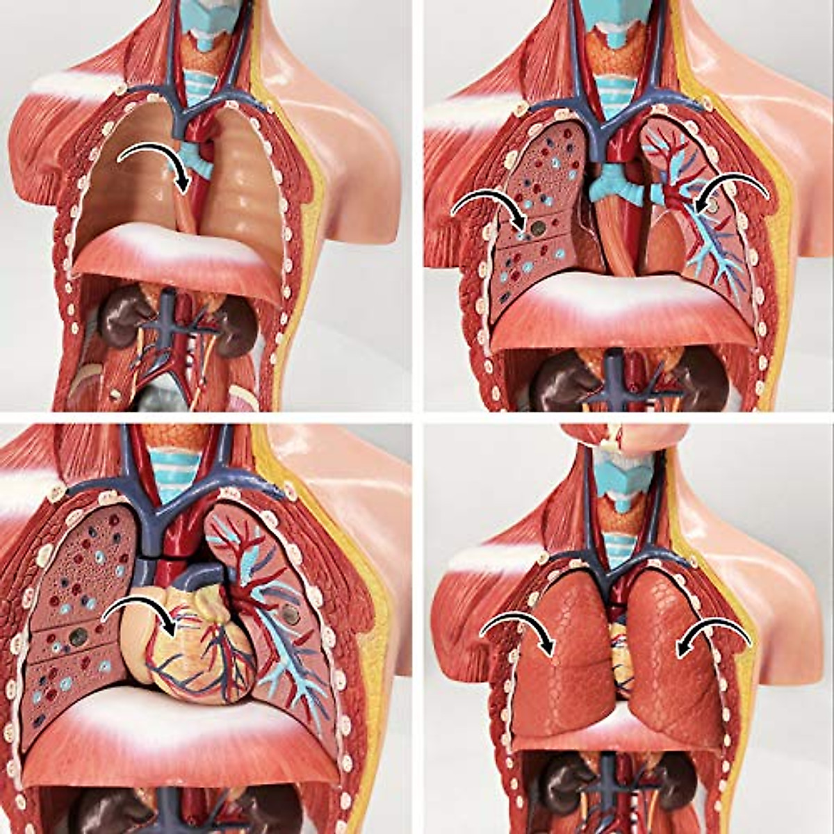 EVOTECH 2023 Newest Human Body Model for Kids, 15 Pcs Removable 11 inch Human Torso Anatomy Model with Heart Head Skull Brain Skeleton Model, Age 4+, Preschool & School Medical Education Display