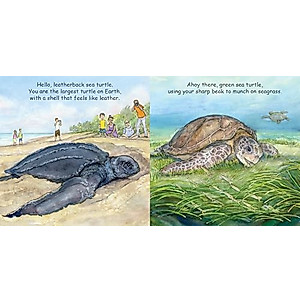 Good Night Turtles (Good Night Our World)