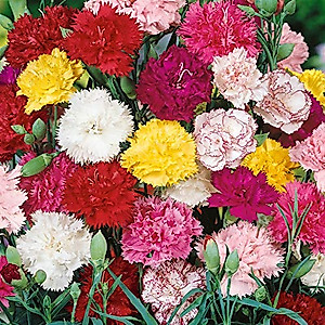 Outsidepride Dianthus C aryophyllus Carnation Chabaud Garden Cut Flower Seed Mix - 1000 Seeds