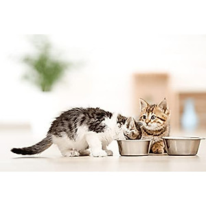 HB Pet Feeders Stainless Steel Dog and Cat Bowls Feeder Medium Deluxe 6.5" inch Replacement Food and Water Bowl (3.5 Cup, Double Pack)