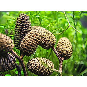 Aquatic Arts 50 Alder Cones | Shrimp Aquarium Decorations |pH Reducer & Buffering Water Treatment |Freshwater Fish Tank Supplies/Accessories