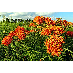 Waveliker Milkweed Seeds 300 Pcs Rare Asclepias Butterfly Monarch Milkweed Flower Seeds Plant Leaves Common Native Mix Colors