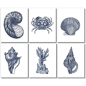 Beach Wall Decor Art Prints (Set of 6) - Vintage Seashells - 8x10 - Unframed - Blue