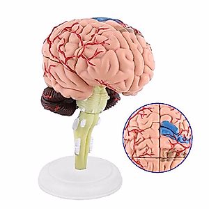 Brain Model Disassembled Human Anatomical Model Colorful 4D Structure Teaching Learning Tool for General Anatomical Study