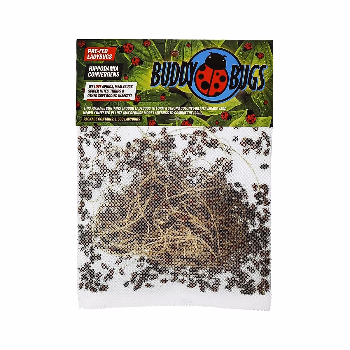 Buddy Bugs 1500 Pre-Fed Live Ladybugs for Aphid Control | Hippodamia Convergens | Guaranteed Live Delivery