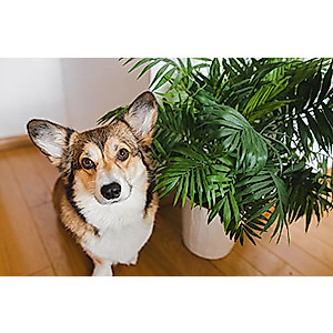 American Plant Exchange Live Chamaedorea Elegans Plant, Parlor Palm Tree, Neanthe Bella Palm Tree, Plant Pot for Home and Garden Decor, 6" Pot