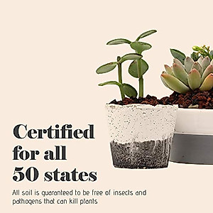 Bonsai Jack - Red/Maroon 1/4 inch Horticultural Lava Rock Soil Additive for Cacti, Succulents, & Plants - No Dyes or Chemicals - 100% Pure Volcanic Rock (2 Gallons)