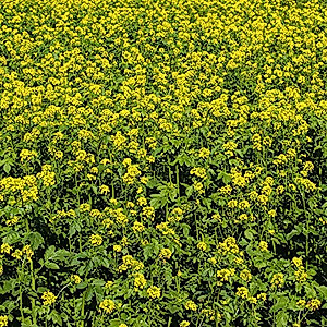 Outsidepride White Mustard Cover Crop & Forage Plant Seed - 5 LBS