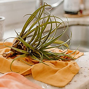 Full Circle Kind Collection 100% Organic Cotton Plant-Dyed Dish Cloths, Set of 3, Indigo