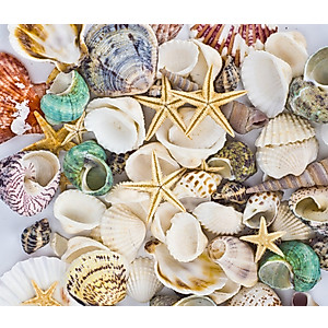 Famoby Sea Shells Mixed Beach Seashells Starfish for Beach Theme Party Wedding Decorations DIY Crafts Candle Making Fish Tank Vase Fillers Home Decorations Supplies 70+ pcs