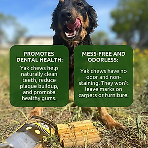 WhiteTail Naturals - Yak Cheese Dog Chews - Long Lasting Tough Dog Bones for Aggressive Chewers & Teething Puppies - All Natural Himalayan Dental Milk Chew Bone (6, Medium)