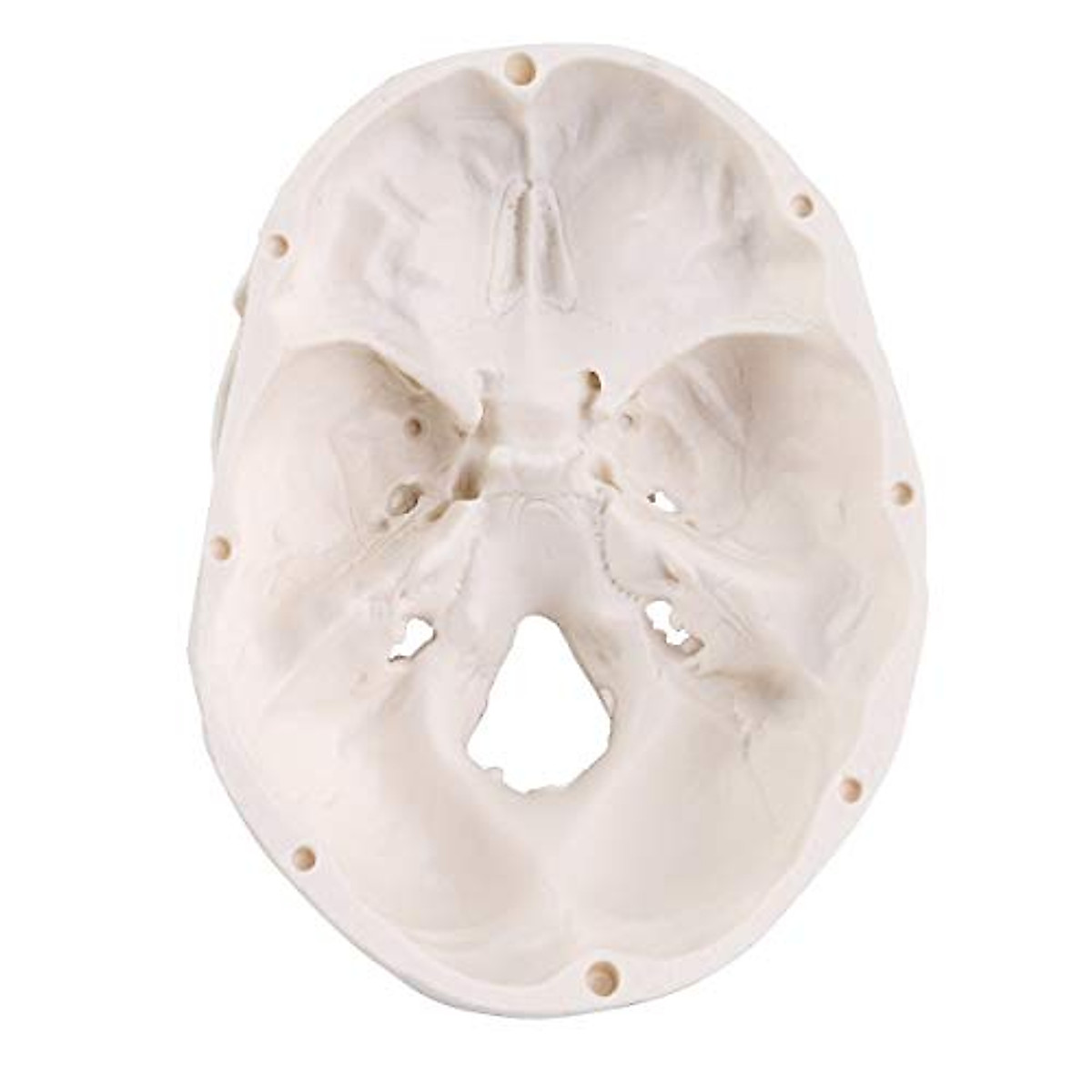SKUMOD Mini Human Medical Skull Model, Removable Skull Cap & Full Set of Teeth Perfect for Teaching & Learning(Palm-Sized Skull)