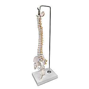 Ultrassist Miniature Human Spine Model, 15.5" Mini Flexible Bendable Spinal Cord with Herniated Disk, Nerves, Arteries, Pelvis and Femur Stumps, for Medical Students and Chiropractors, Includes Stand