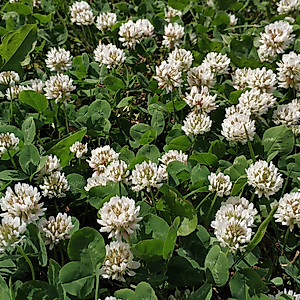 Outsidepride 1 lb. Perennial White Dutch Clover Seed for Erosion Control, Ground Cover, Lawn Alternative, Pasture, & Forage