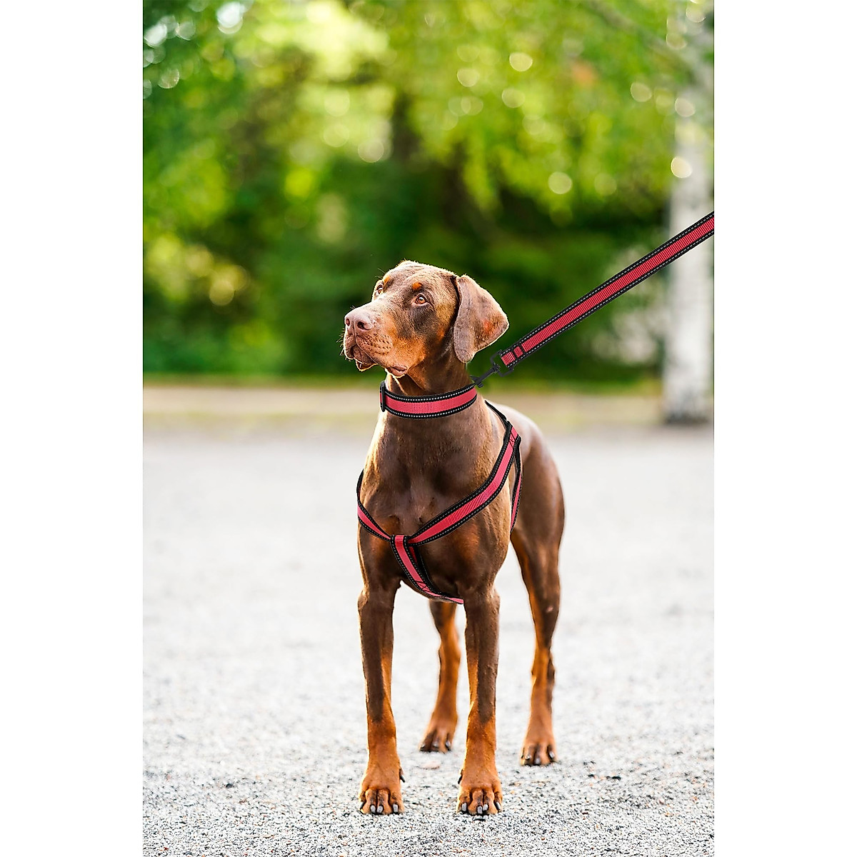 Mile High Life Night Reflective Double Adjustable Band Nylon Small Puppy Pet Dog Combo Collar Leash and Harness Set (Reflective Edge Red, Small (Pack of 3))