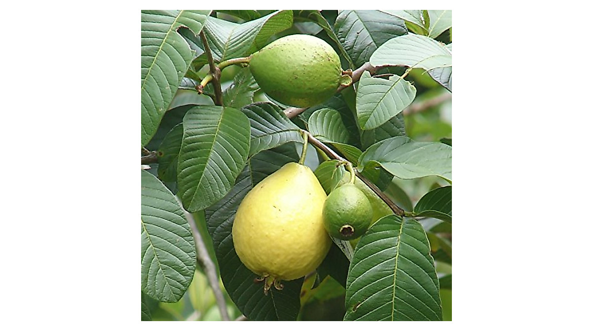 50 Guava Tree Seeds | Grow Fast Growing Edible Fruit
