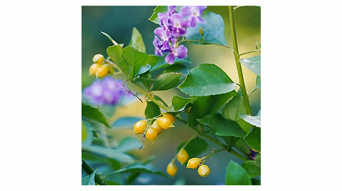 Duranta Erecta Seeds - Vibrant Ornamental Garden Shrub | CHUXAY GARDEN