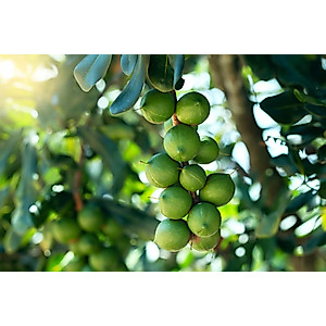 5 Macadamia Nut Tree Seeds - Macadamia integrifolia - Ships from Iowa, USA