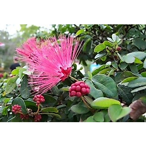 Bonsai Indoor, Powder Puff, 6 Years Old, Pink Flowers, Broom Style