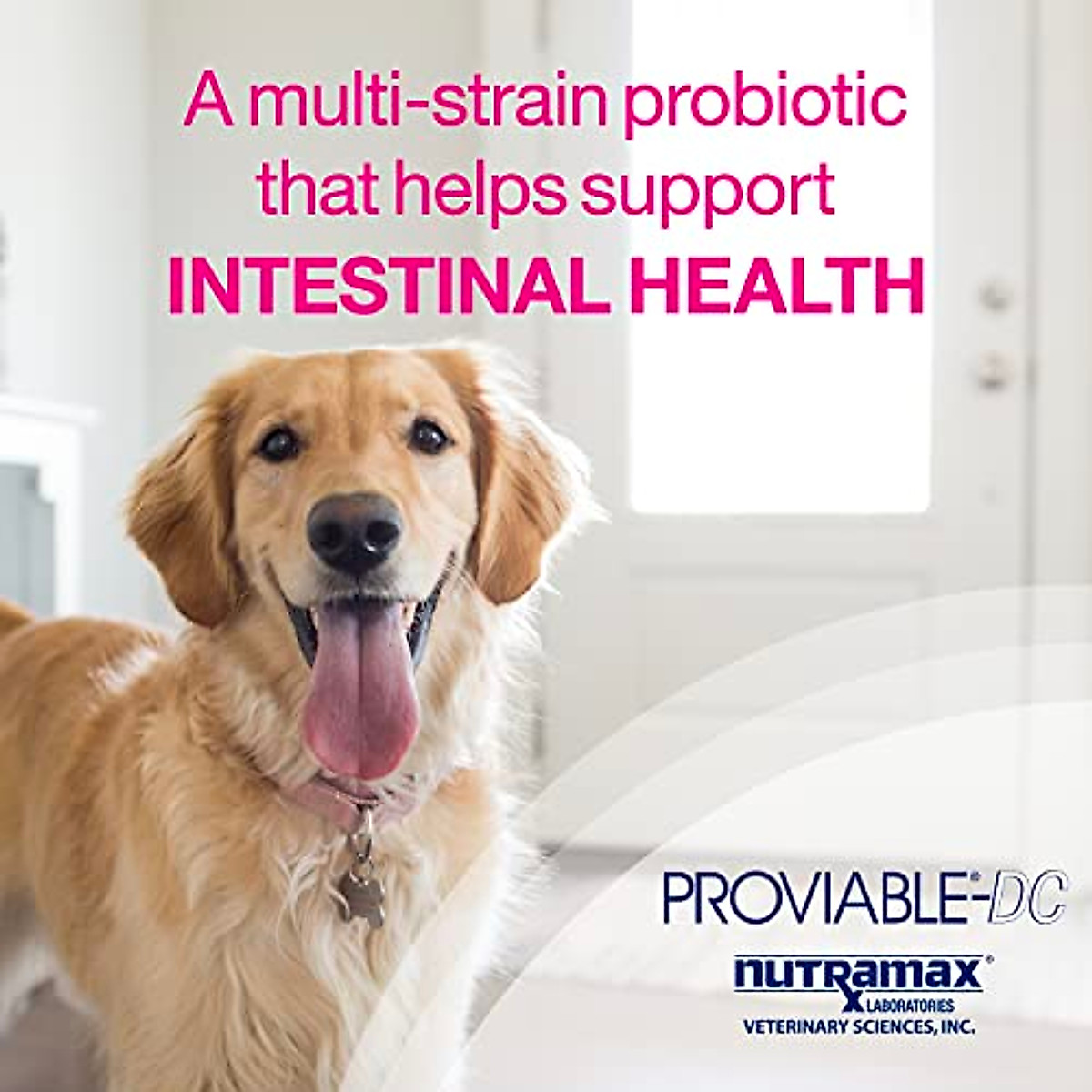 Nutramax Proviable Digestive Health Supplement Multi-Strain Probiotics and Prebiotics for Dogs, With 7-Strains of Bacteria, 60 Chewable Tablets