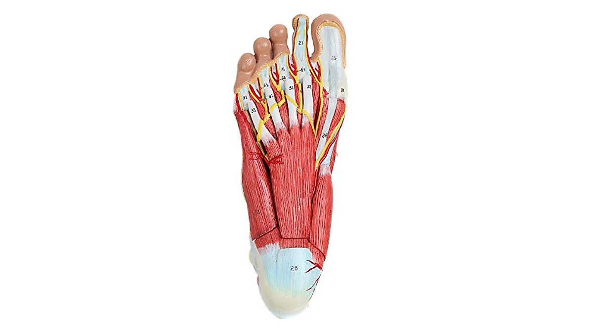 Axis Scientific Anatomy Model of Foot with Muscles, Ligaments, Nerves ...