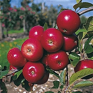 Natural Fruit Seeds Red Devil Apple Tree Seeds 30Pcs
