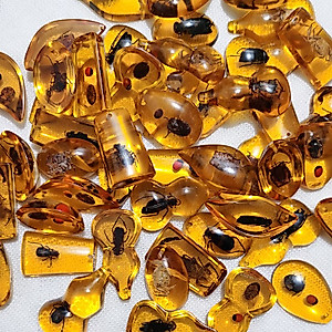 Multiple Psc Insect Amber Fossils, Luminous Amber Fossil Pendants, Educational and Scientific Amber Collections (12Pcs)
