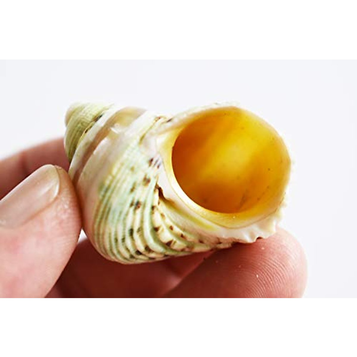 Set of 35 Hermit Crab Shells Assorted Changing Seashells Small 1/2"-2" Size (Opening Size 1/4" - 1") Mega Pack