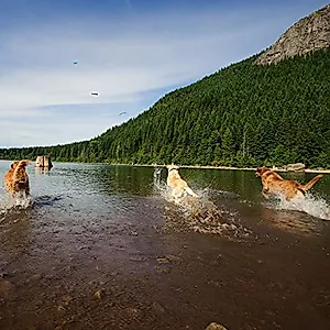 ChuckIt! Paraflight Flyer Dog Frisbee Toy Floats On Water; Gentle On Dog's Teeth And Gums; Large