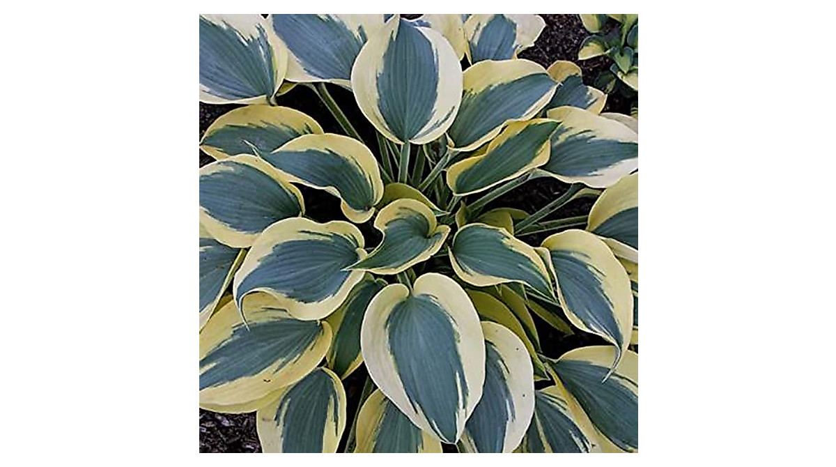 Heirloom Hosta Flower Seeds: High Germination for Garden & Patio