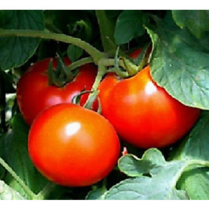 50 Seeds of Better Boy Tomato Seeds