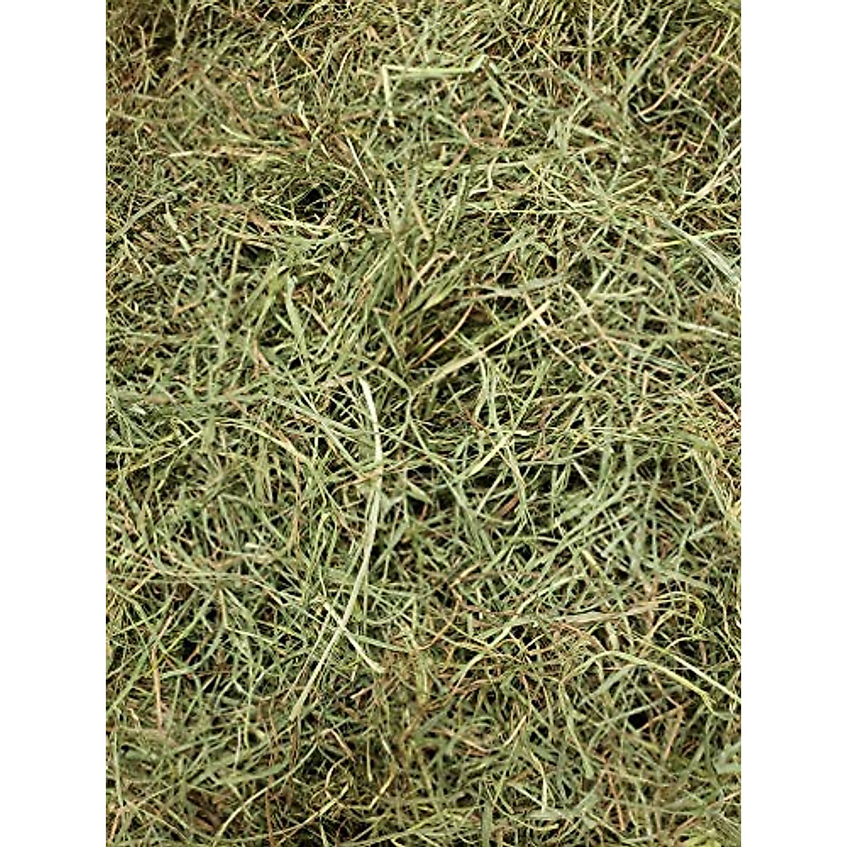 Timothy Gold Hay, 5Lb, Blue