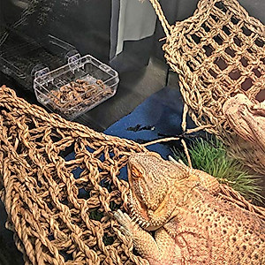 IAFVKAI Reptile Feeder Acrylic Anti Escape Gecko Chameleon Food Water Feeding Bowl Amphibians Worm Feeding Box for Snake Python Spider Lizard Scorpion Insects