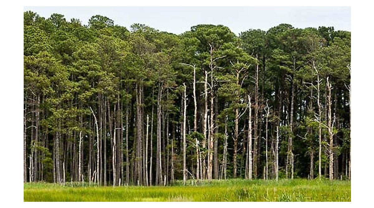 Loblolly Pine Trees | Fast-Growing Shade & Privacy Plants