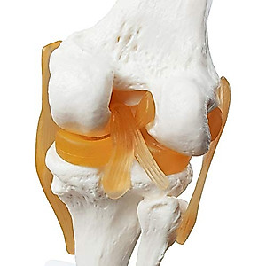 Human Functional Knee Joint Model, with Ligament, Life Size for Medical Teaching Learning, Clinic Demonstration, Kids Learning Education Display Tool
