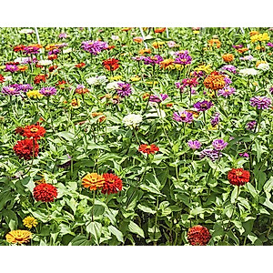 Flower Seeds - Zinnia - California Giant Mix - Best Cut Flowers - Liliana's Garden