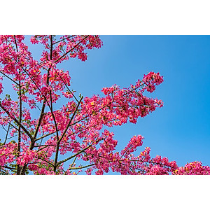 Silk-floss Tree Seeds for Planting (10 Seeds) - Chorisia speciosa