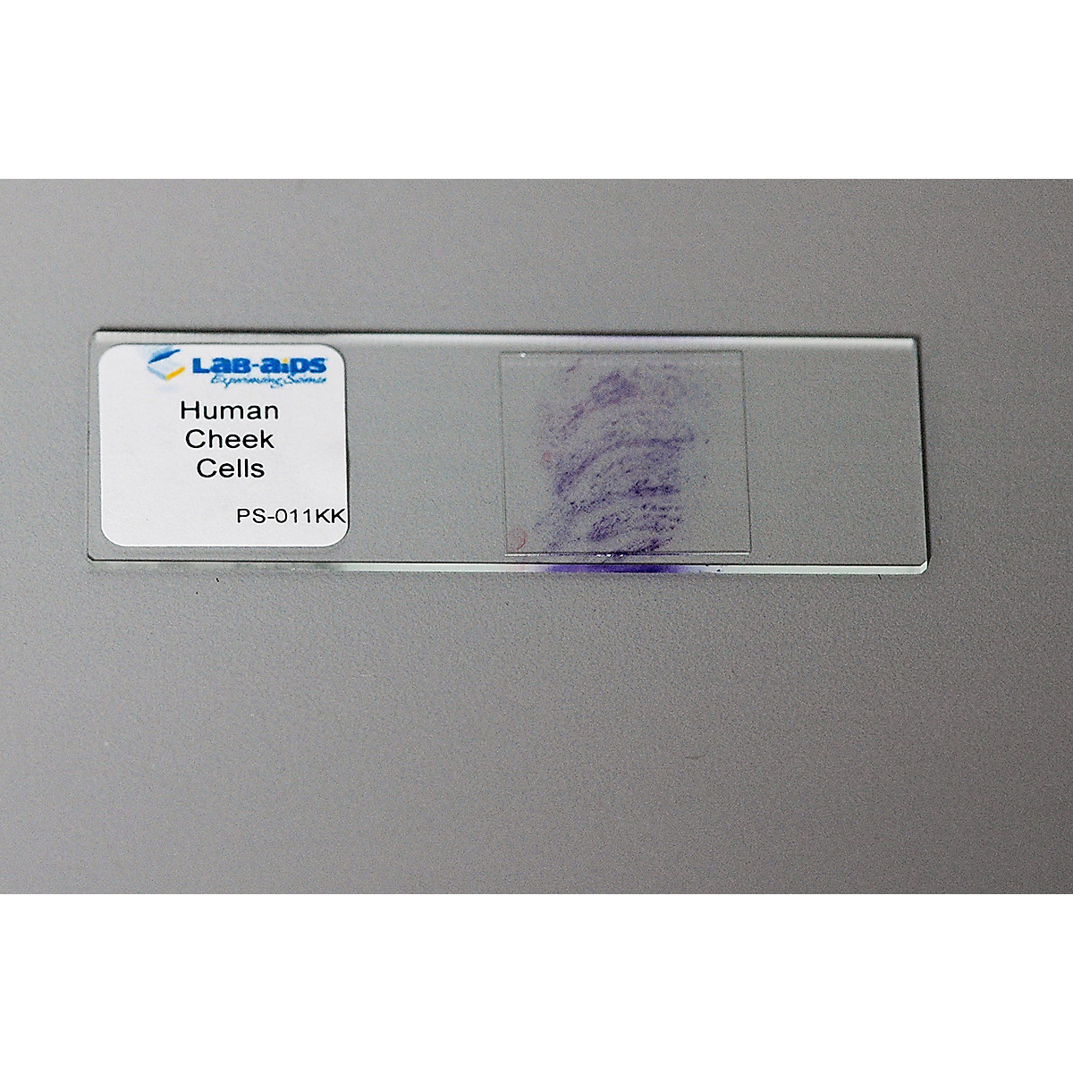 Microscope Slide Mailer (Pack of 25) | OakRidge Products | Protect Glass Slides in Shipping