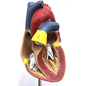 XINDAM 1: 1 Human Heart Model, Anatomically Accurate Heart Model Life Size Human Skeleton Anatomy for Science Classroom Study Display Teaching Medical Model