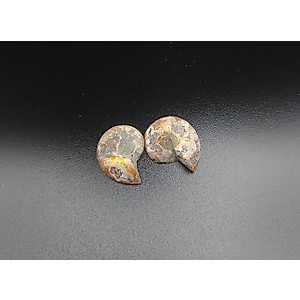 Universal Specialties Ammonite Pair 2pc Unique Fossil Stone Natural Specimen Shell Dinosaur Fossils Crystal Mineral Madagascar Feng Shui Chakra Energy Healing Raw Set Prehistoric Ancient Gemstone 2 cm