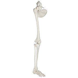 Axis Scientific Human Leg Skeleton Bundle, Life-Size 36" Anatomical Model with All Leg Bones, Removable Hip Joint and Fully Articulated Foot and Detailed Product Manual