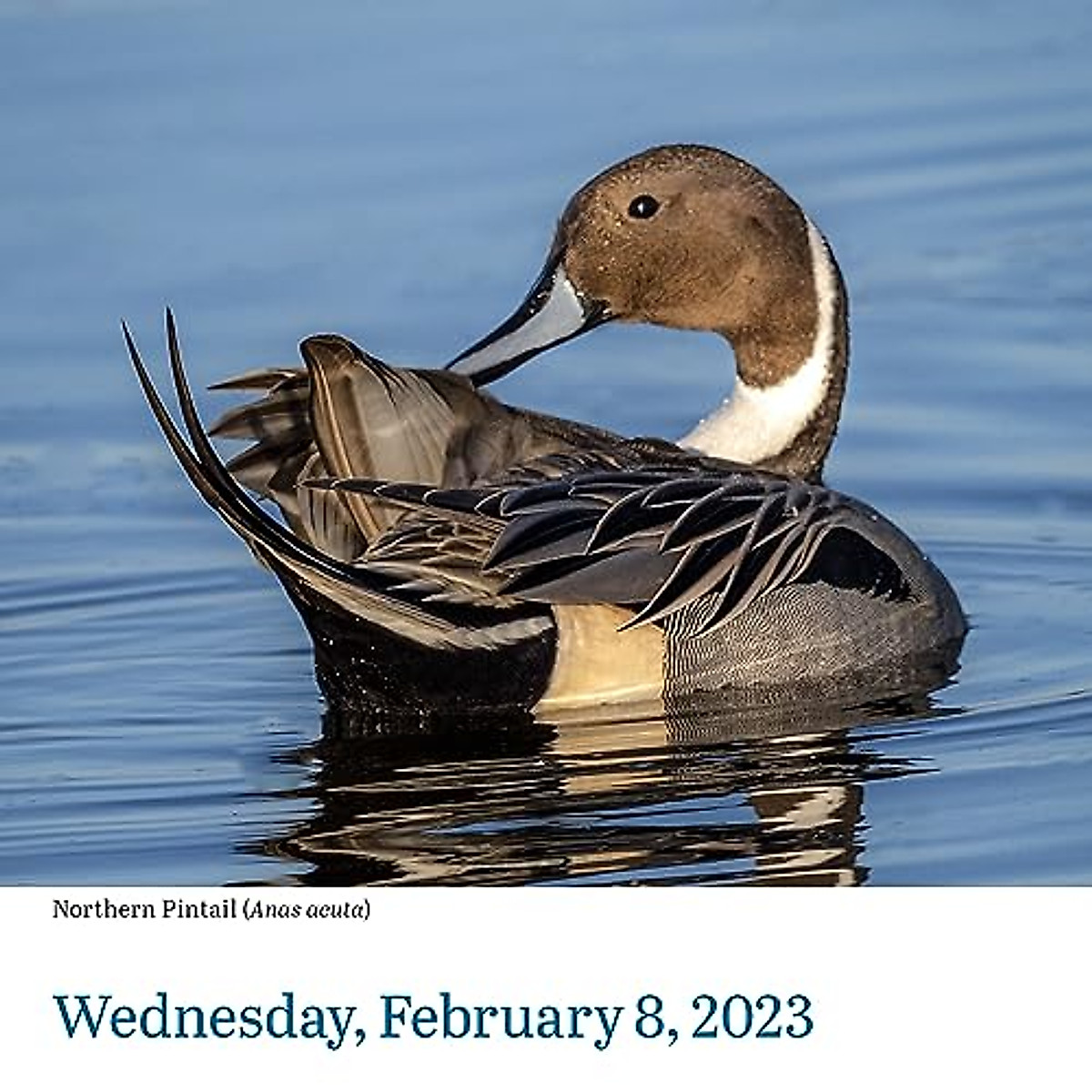 Audubon Birds Page-A-Day Calendar 2023: The World's Favorite Bird Calendar